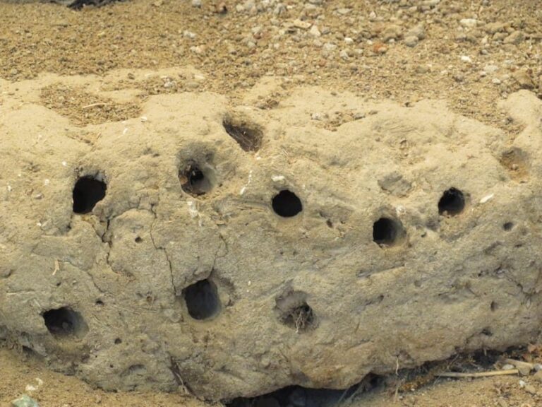 Canakkale: Full-Day Ancient Troy and Museum of Troy Tour - The Sum Up