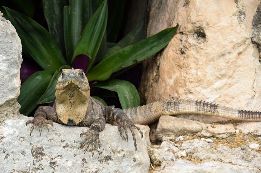Yucatan spiny-tailed iguana on rocks