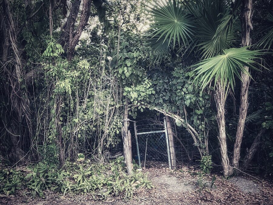 Jungle in Puerto Morelos Quintana Roo