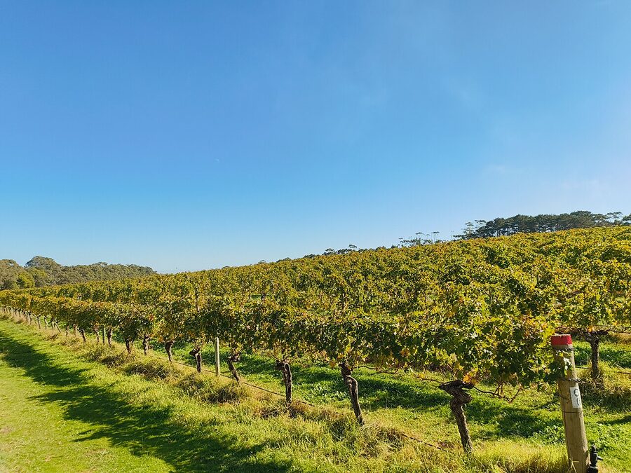 Vineyards at Cape Mentelle winery in Margaret River