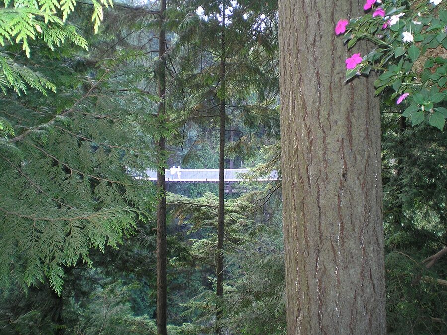 Capilano Suspension Bridge among tall trees in North Vancouver