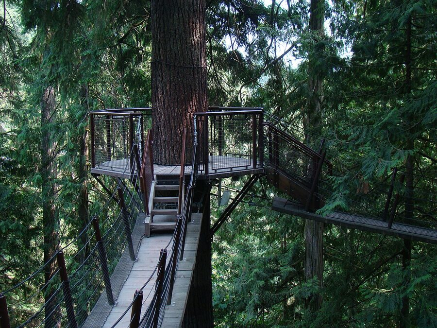 Treetops Adventure platform amongst Douglas fir trees