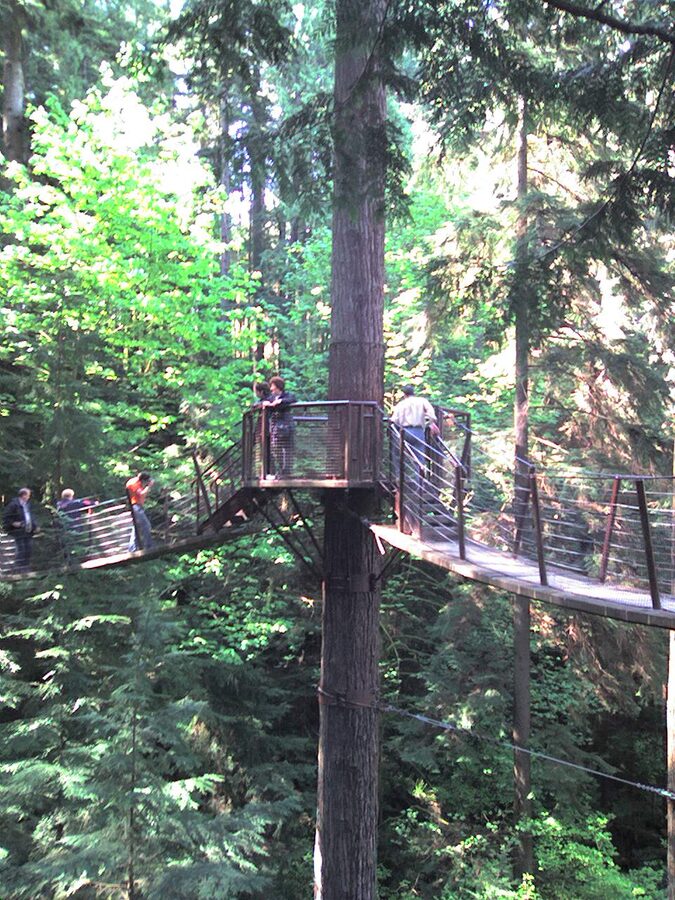 Capilano Treetops Adventure platform in old-growth Douglas firs