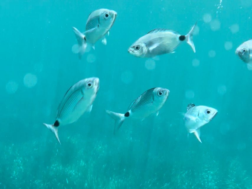 Cargèse:Scandola/Piana/Stop in Girolata Half-Day on RIB boat - The Overall Experience and Value