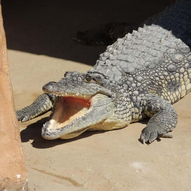 Carini: Get your ticket to the Bioparco di Sicilia - Why This Tour Works for Different Travelers