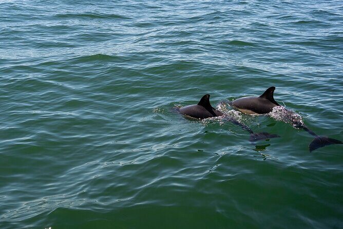 Cascais coast: Dolphin watching - The Sum Up: Is This Tour Worth It?