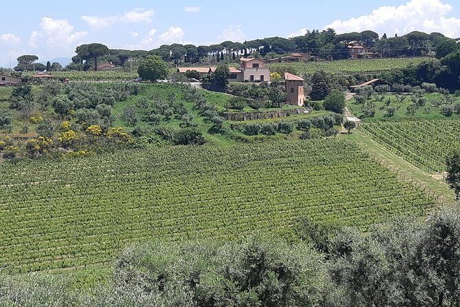 Castelli Romani wine Tour - An In-Depth Look at the Castelli Romani Wine Tour