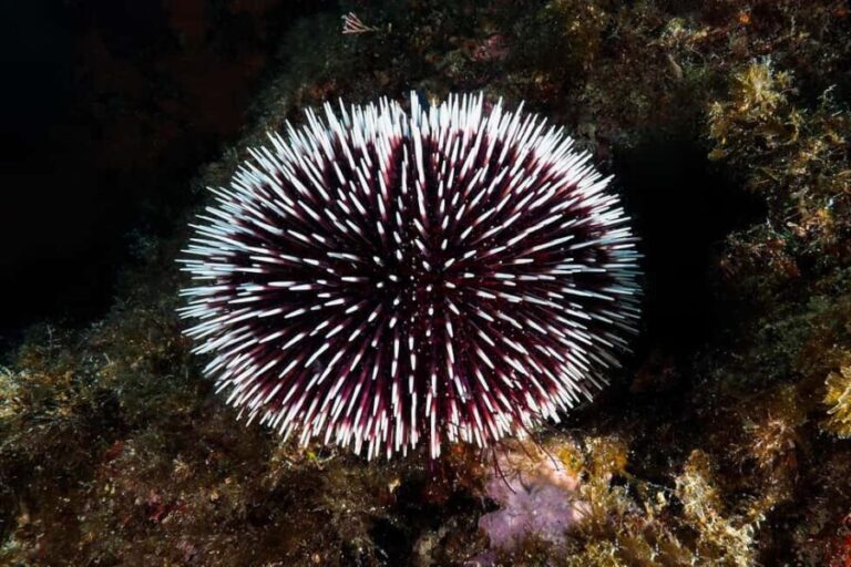 Catania: Scuba Diving Experience - Practical Details and Value