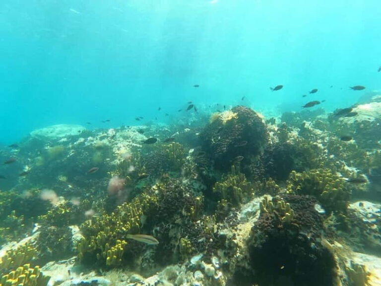 Chalkidiki: Snorkeling Adventure in Sithonia - What’s Included and What’s Not