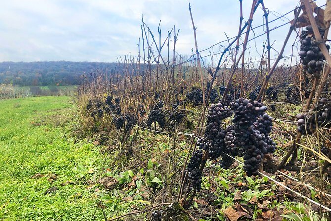 Champagne Area Small-Group Tour including a Top Champagne house & Family Winery - The Experience in Practice