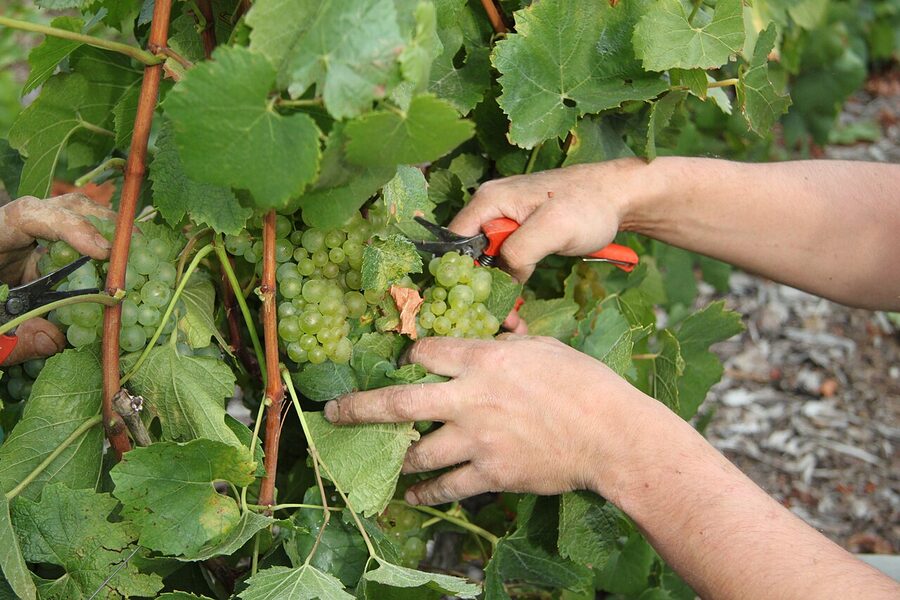 Champagne grape harvest Avize chardonnay 2012