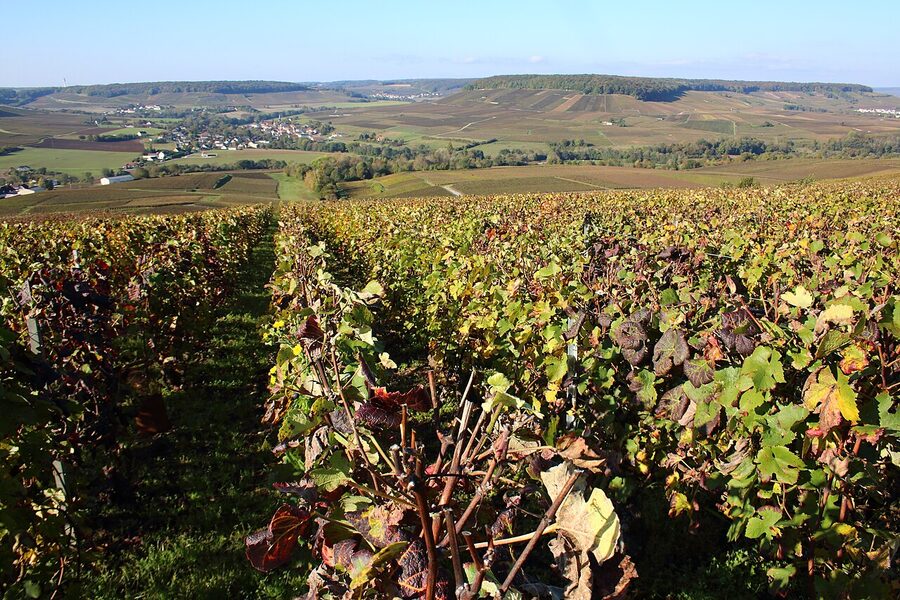 Champagne vineyards rolling hills France