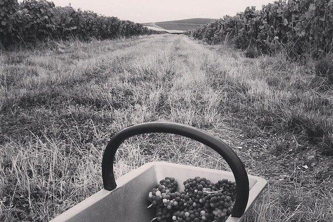 Champagne Lamiable: Stroll and taste in the Grand Cru Champagne vineyard - FAQ