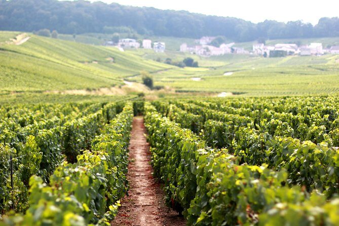 Champagne VIP Day Trip from Paris With Local PRIVATE Wine Expert Guide - What Makes This Tour Stand Out?