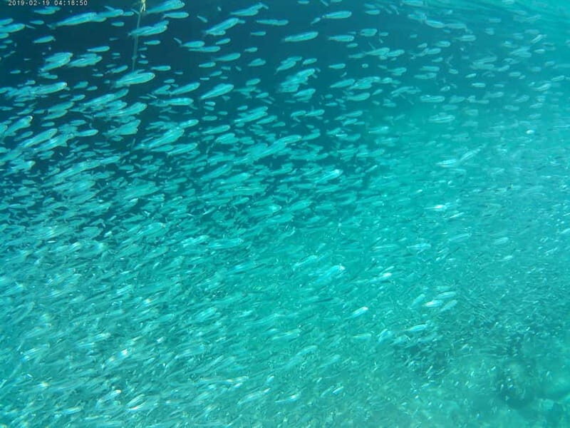 Chania: Scuba Diving and Snorkeling for Beginners by Boat - The Itinerary in Detail