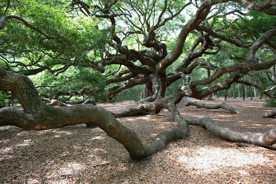 Angel Oak tree near Charleston, massive ancient live oak with sprawling branches