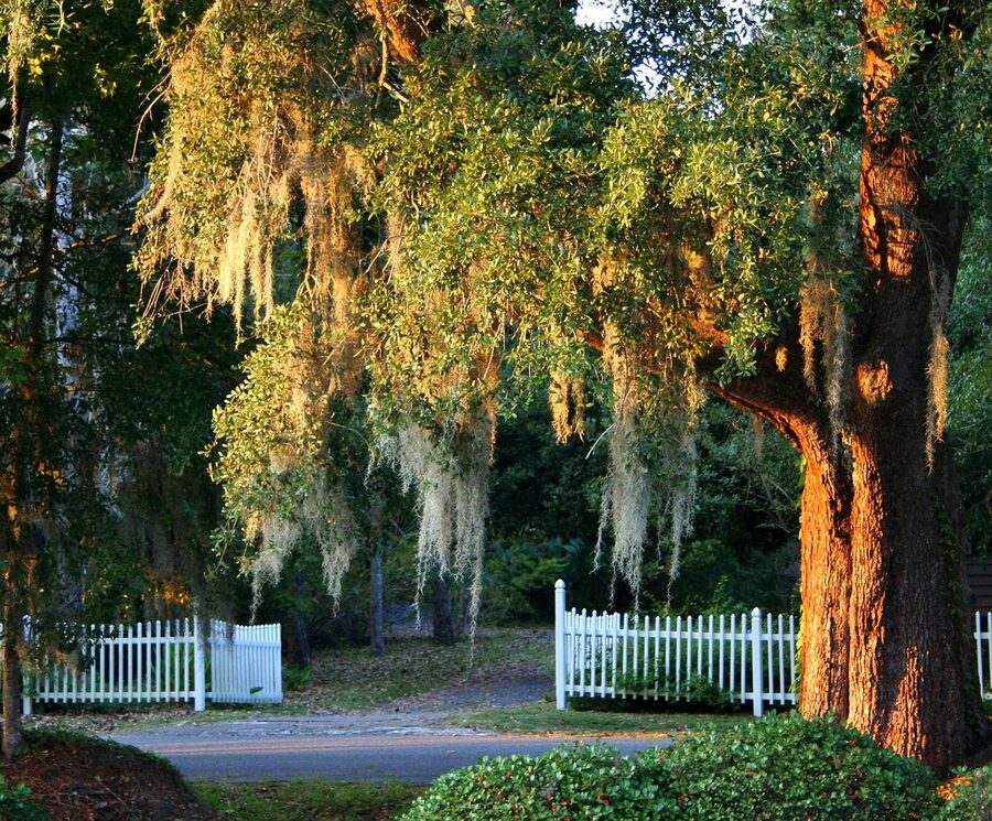 Spanish moss hanging from a live oak tree in the South Carolina Lowcountry