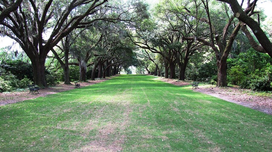Live oak avenue with Spanish moss in Charleston