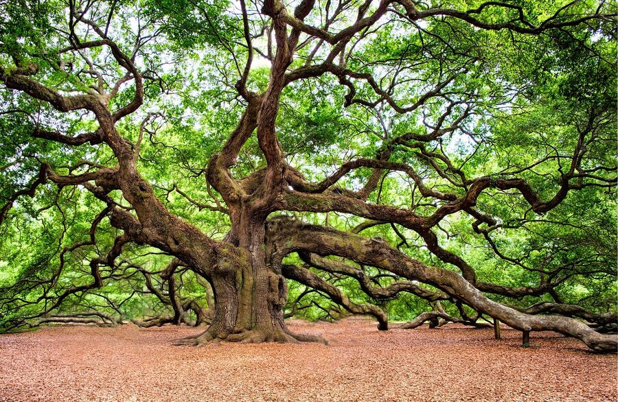 Huge old live oak tree with Spanish moss in Charleston