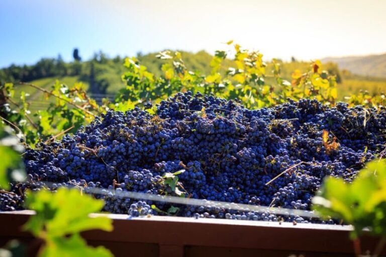 Chianti: Wine and Olive Oil Tasting with Cellar Tour - What Reviewers Say and What You Can Expect