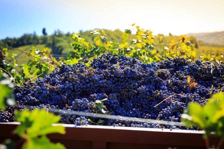 Chianti: Wine and Olive Oil Tasting with Cellar Tour - What Reviewers Say and What You Can Expect