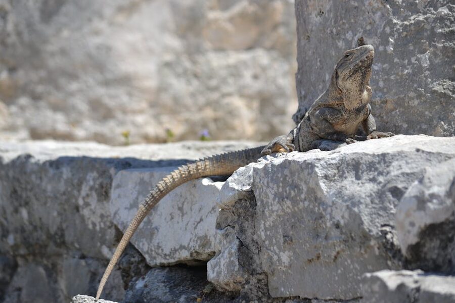 Iguana basking on ancient stone wall at Chichen Itza