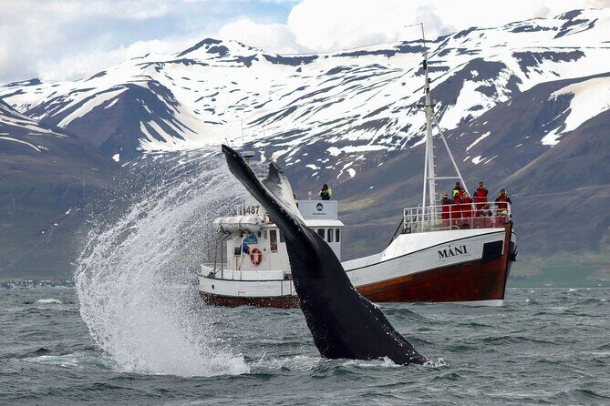 Classic Whale Watching from Dalvík Near Akureyri - Practical Details: What Travelers Should Know