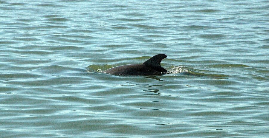 Atlantic bottlenose dolphin dorsal fin above water