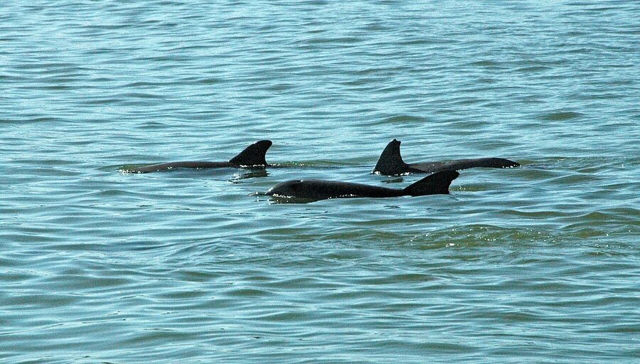 Group of Atlantic bottlenose dolphins in Florida Gulf waters