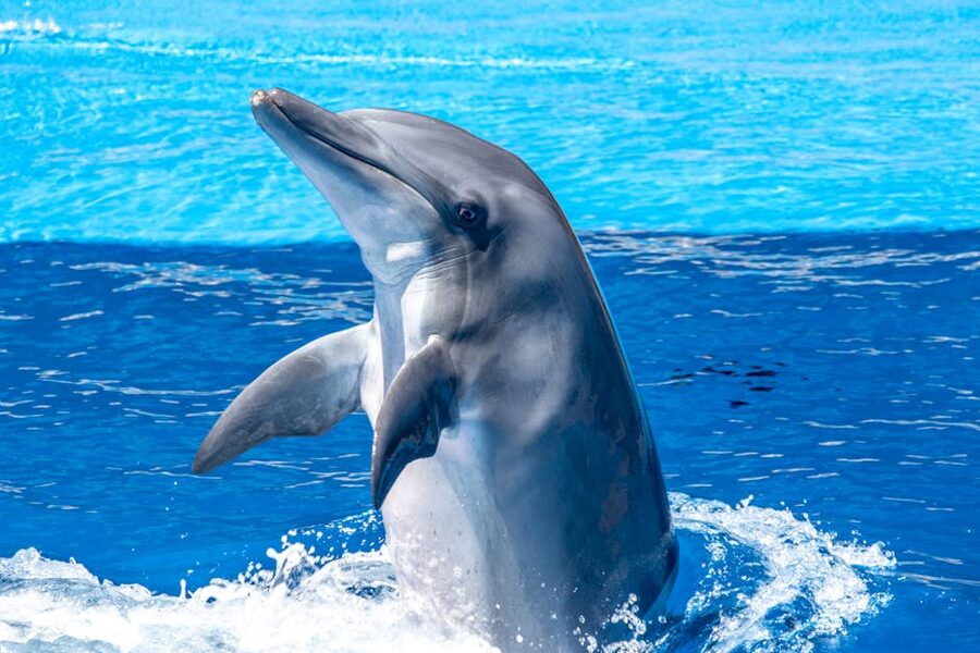 Bottlenose dolphin leaping clear of the water