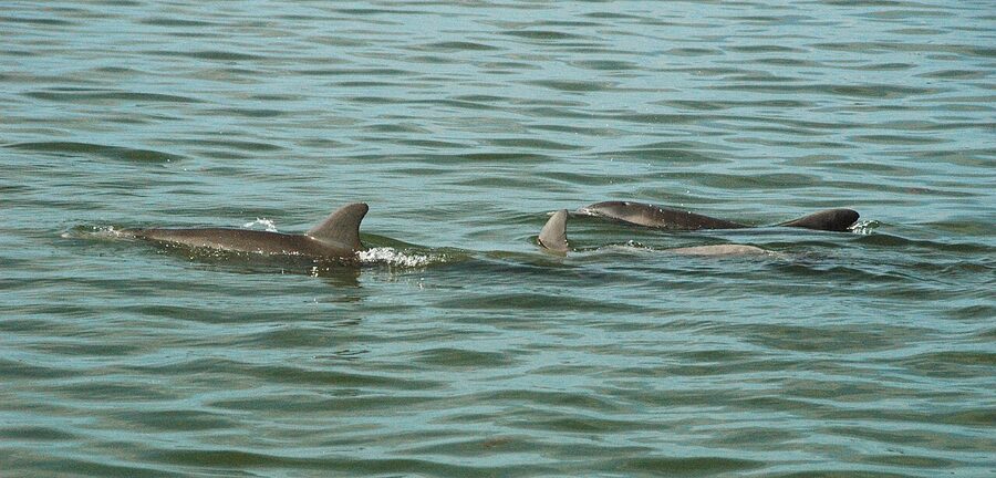 Pair of Atlantic bottlenose dolphins travelling together in Florida Gulf