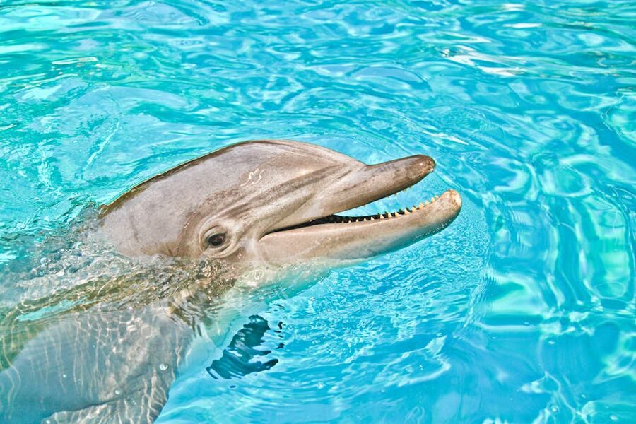 Bottlenose dolphin close up smiling in blue water