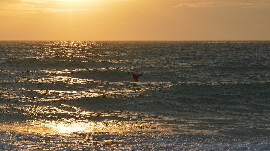 Eastern brown pelican on the Florida Gulf coast