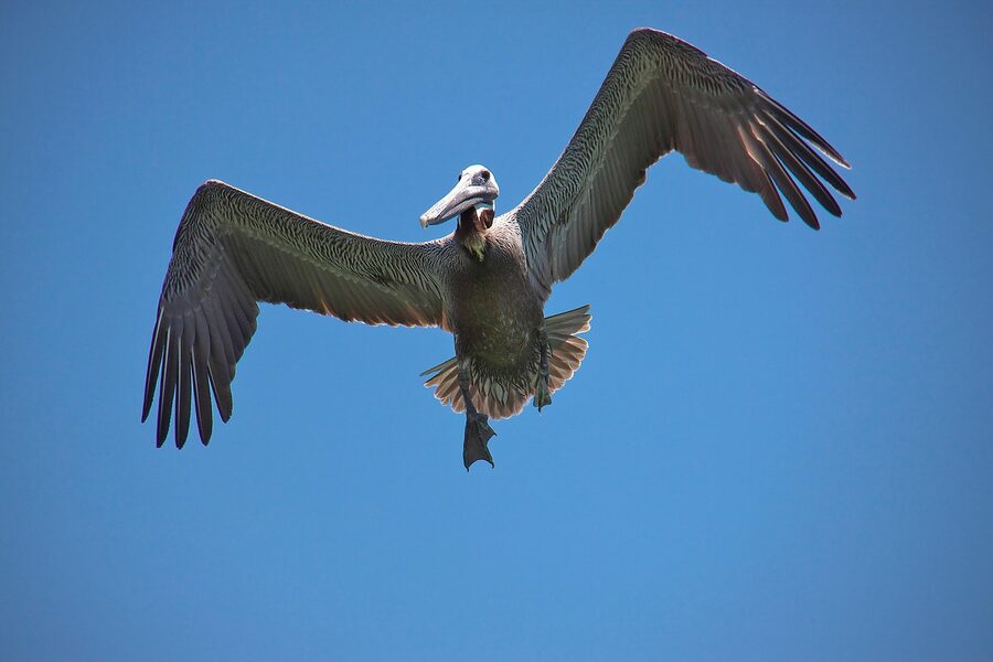 Brown pelican at Clearwater Beach Florida