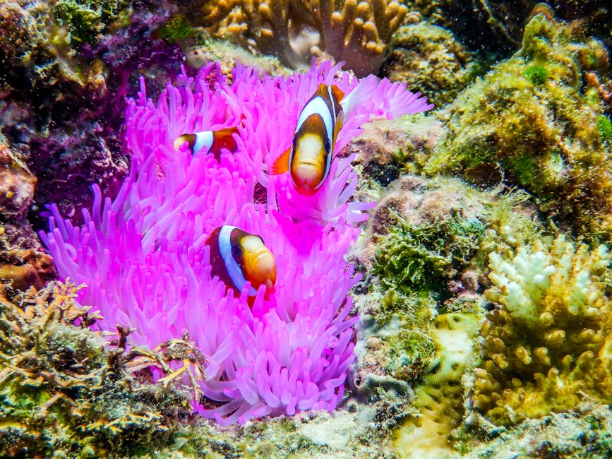 Clownfish on coral reef