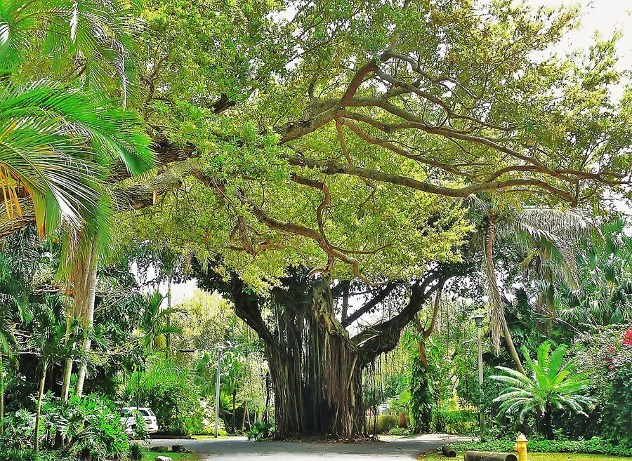 Palm-lined street in the Coconut Grove neighborhood of Miami