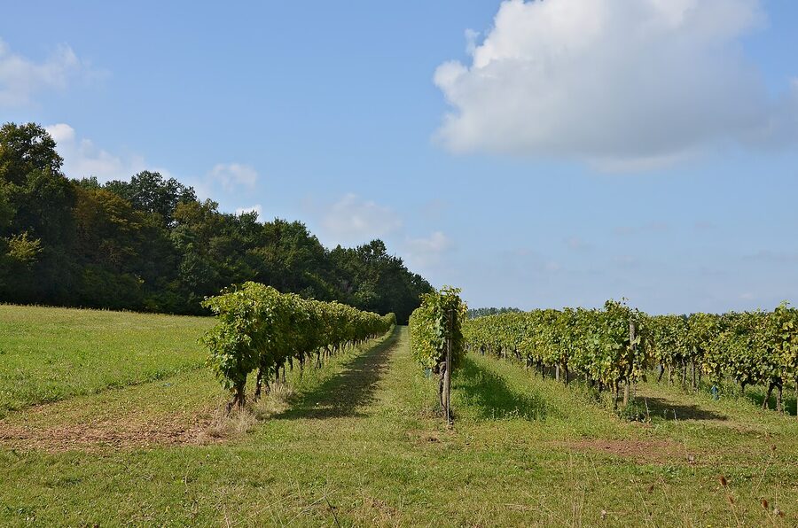 Borderies cru cognac vineyard rows at Cherves-Richemont France