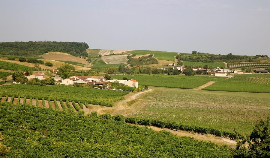 Vineyard rows in the Cognac region tagged Hennessy