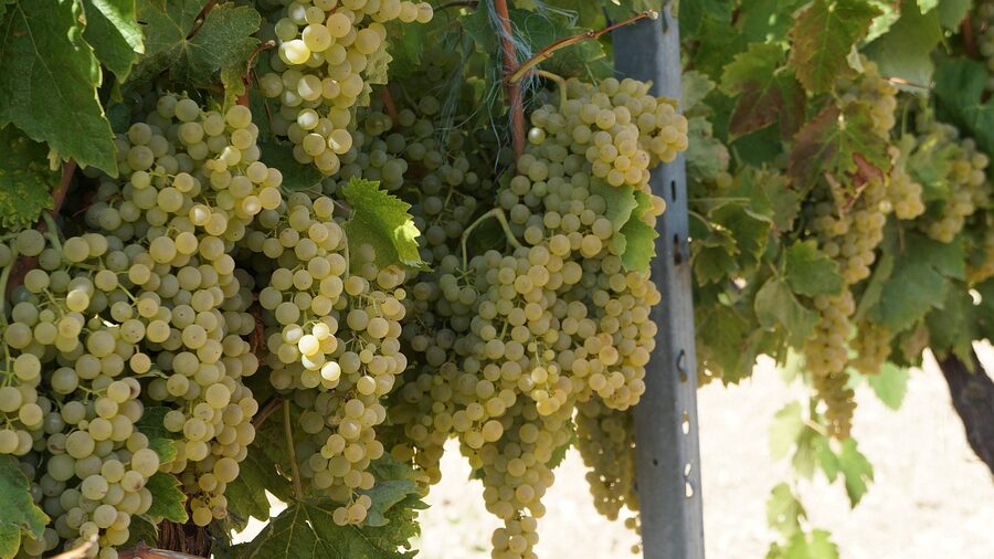 Ugni Blanc white grape cluster on the vine in Cognac region