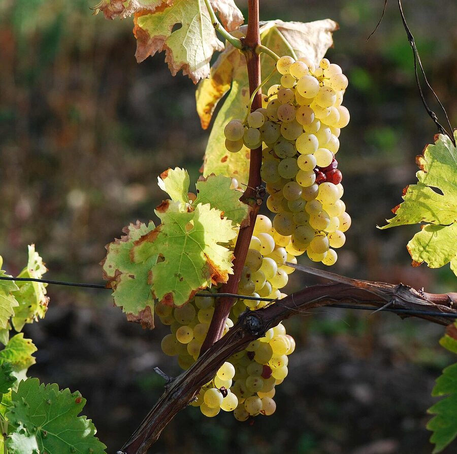 Cognac region Ugni Blanc vines in summer Charente