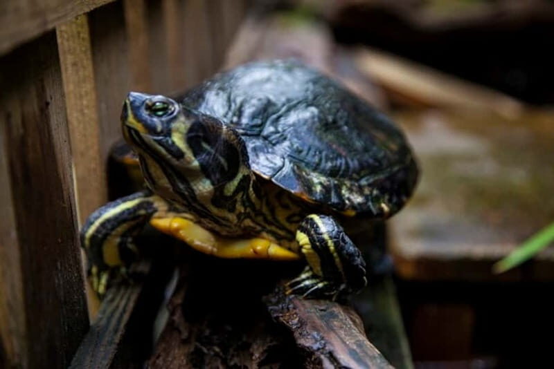 Collodi: Pinocchio Park & Villa Garzoni Grounds Entry Ticket - How Does It Value Out?