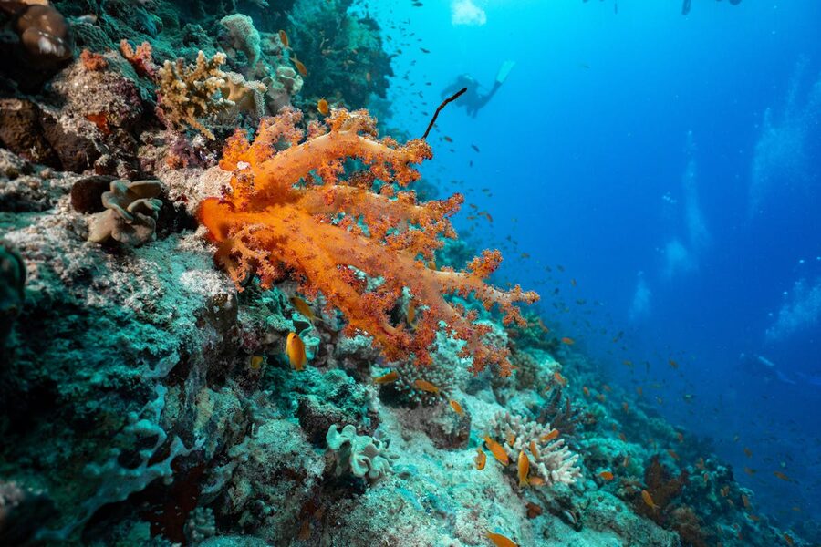 Colorful coral reef with fish in clear blue ocean