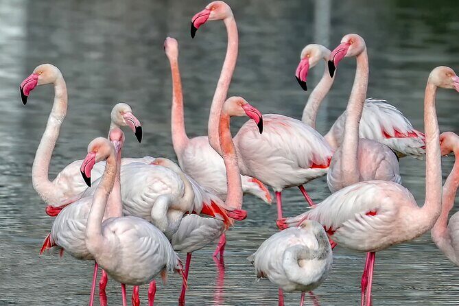 Combo: Cagliari Old Town and the Oasis of Flamingos - What Sets This Tour Apart