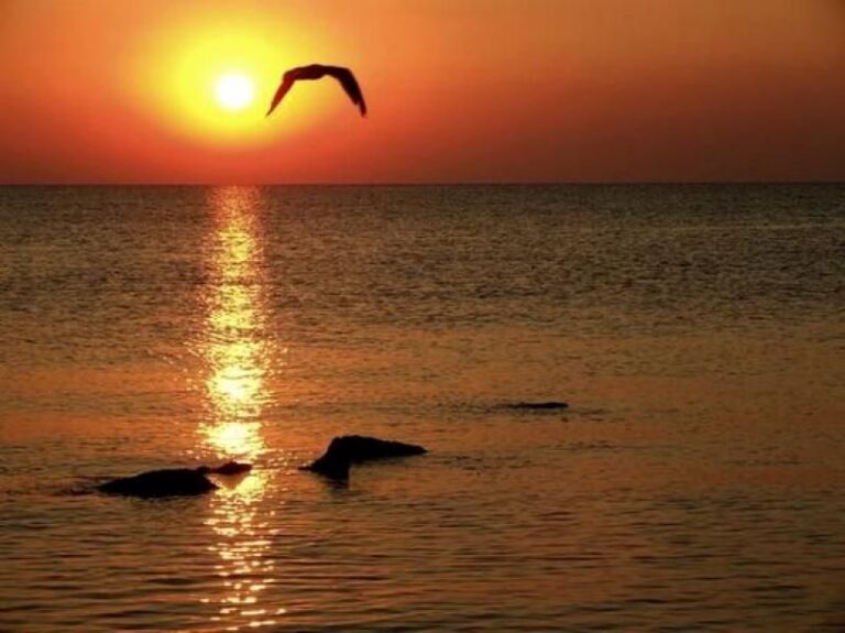 Constanta: Full Day Tour from Bucharest to the Black Sea - Who Will Love This Tour?