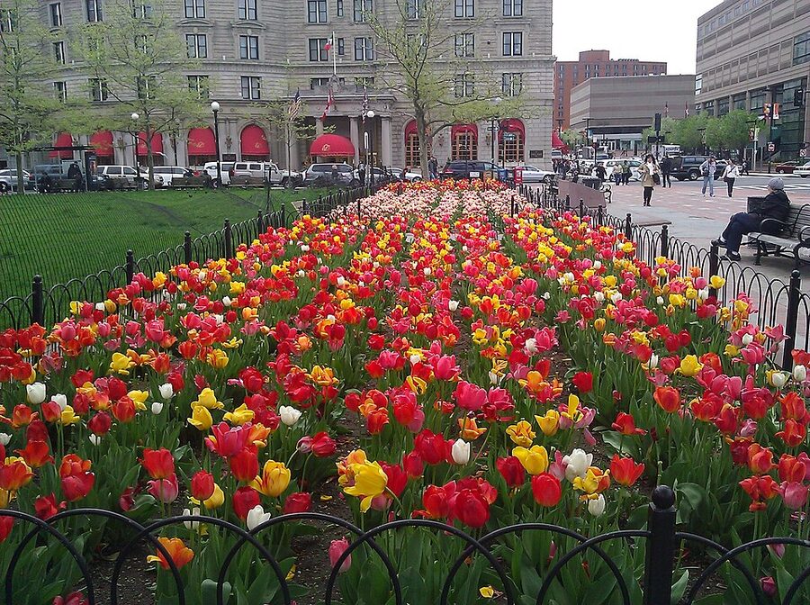 Copley Square in Boston with spring tulips and Trinity Church
