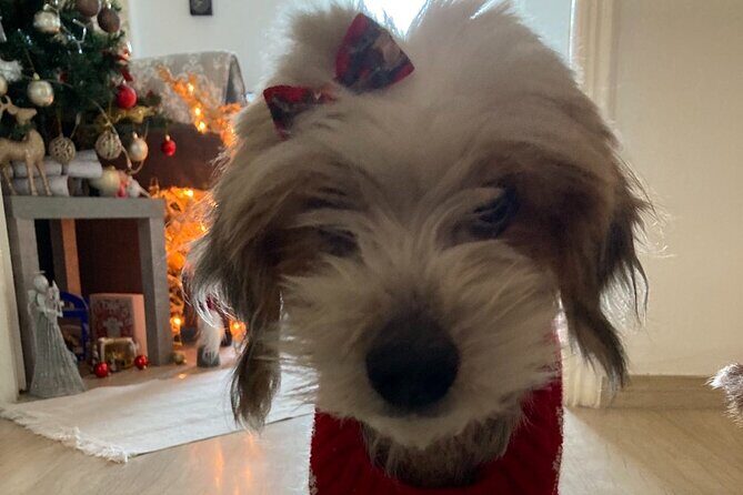 Corfu Old Town Guide Tour with Dog or City with 4 paws - Who Would Love This Experience?