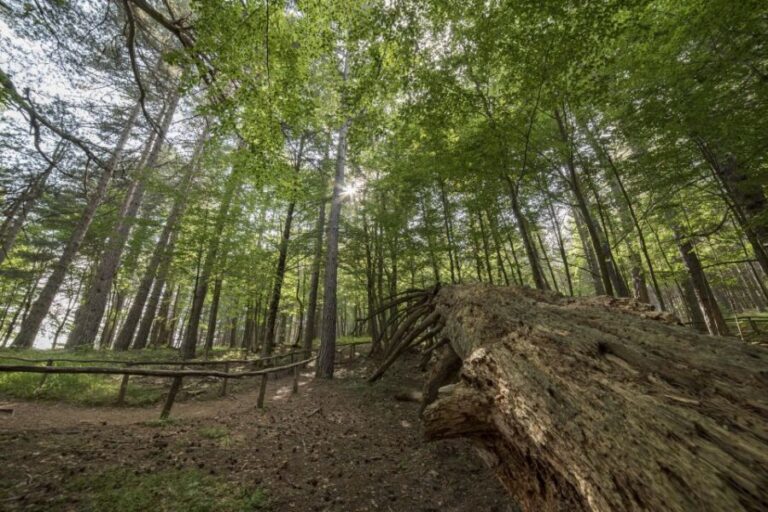 Cosenza: Giants of the Sila - What Past Travelers Say