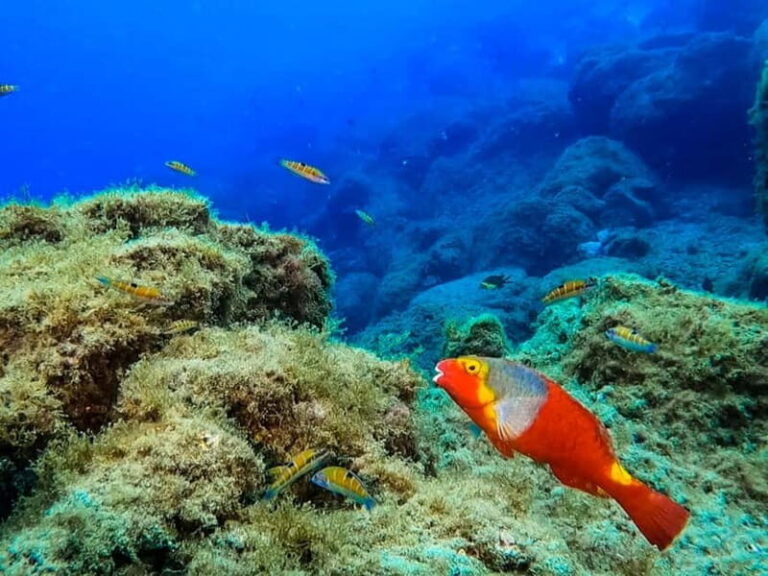 Costa Teguise: Guided 2-hour Snorkeling Tour for all levels - Final Thoughts: Is This Tour Worth It?