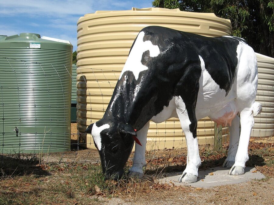 Fibreglass cow statue in Cowaramup town in the Margaret River region