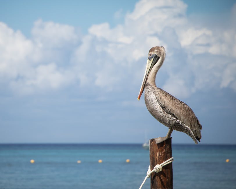 Brown pelican perched on a wooden post beside the Caribbean sea in Cozumel